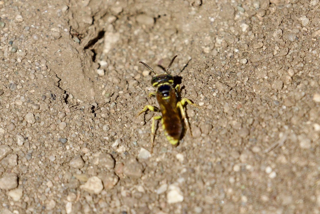 Beewolves from Marin County, CA, USA on July 19, 2024 at 10:26 AM by ...