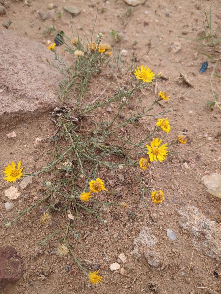 Spiny Goldenweed from Santa Fe, NM, USA on July 21, 2024 at 11:28 AM by ...