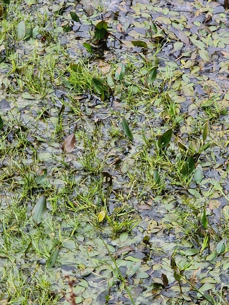 Bog Pondweed from Chailey Commons: Romany Ridge Common, Red House ...