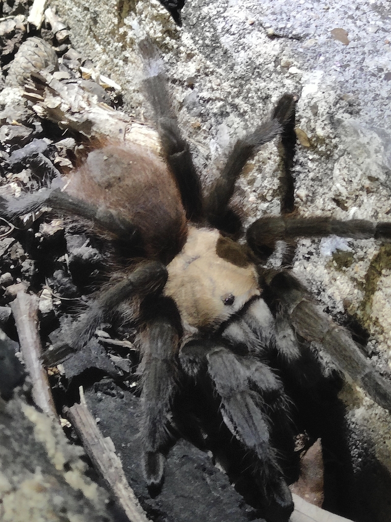 Texas Brown Tarantula from Garland, TX 75044, USA on July 20, 2024 at ...