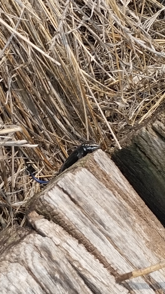 Great Plains Skink from Garden City, KS 67846, USA on July 21, 2024 at ...