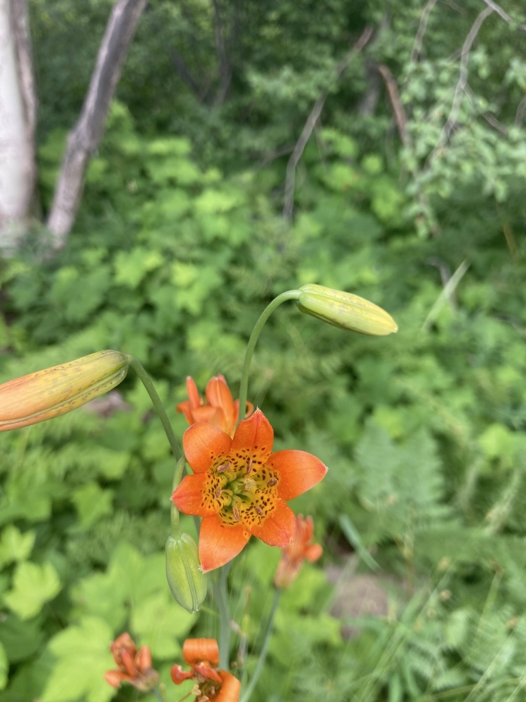 Sierra Tiger Lily from Edward Z'Berg Sugar Pine Point State Park, El ...