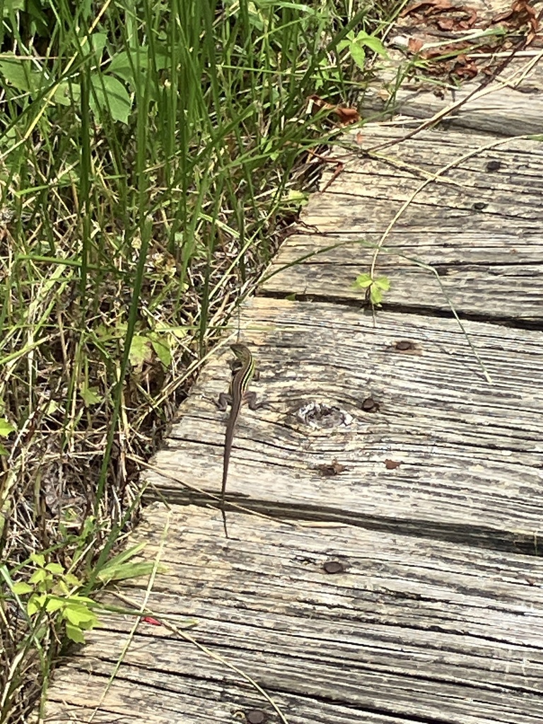 Six-lined Racerunner in July 2024 by shagbarkben · iNaturalist