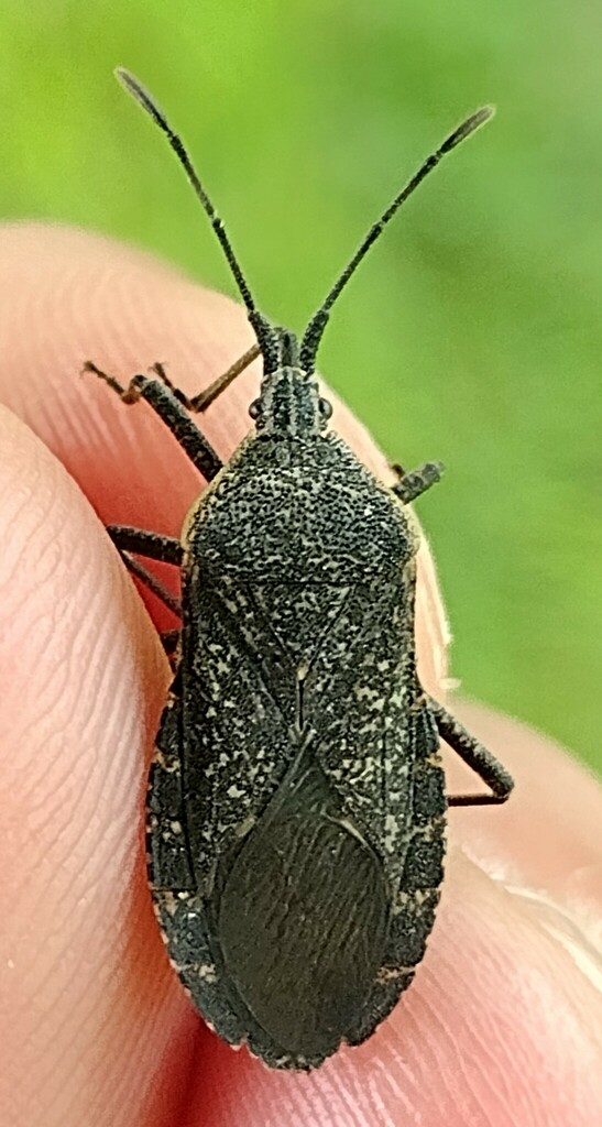 Squash Bug from Kearney, NE, USA on July 21, 2024 at 12:51 PM by ...