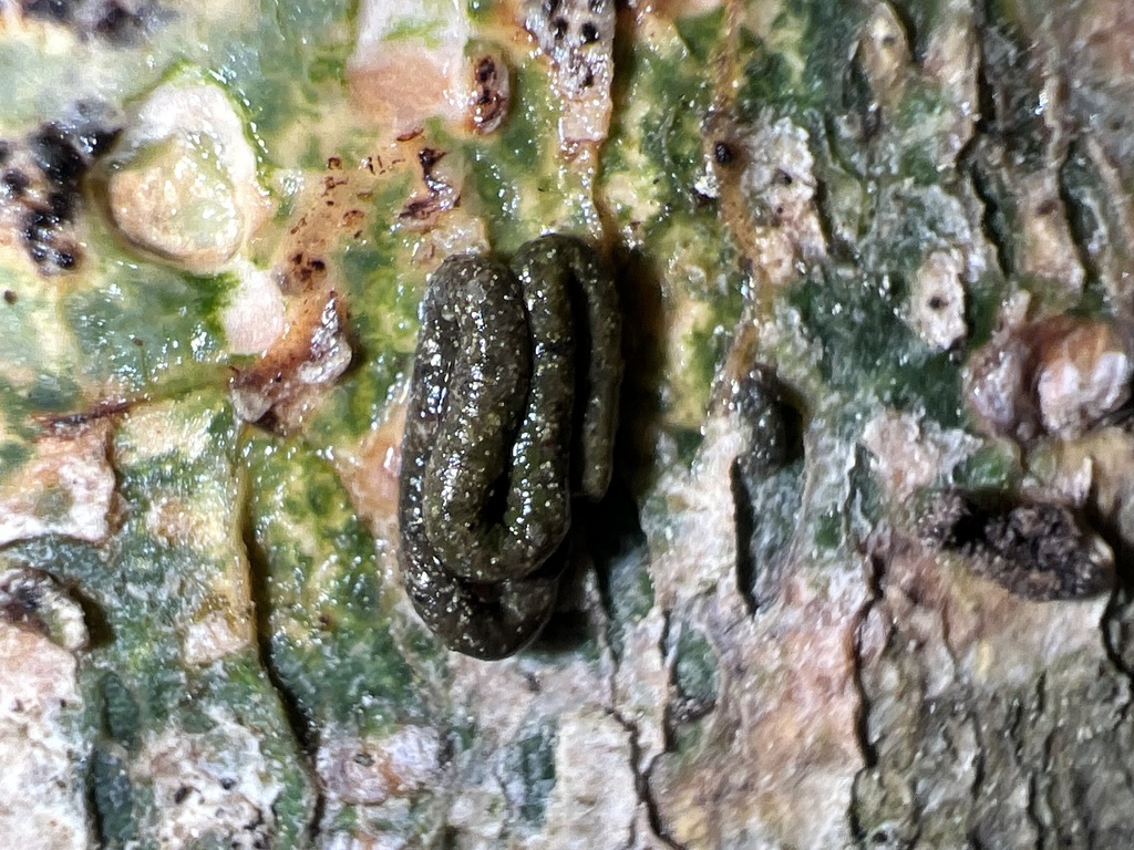 Leeches from Camp Durant Rd, Raleigh, NC, US on July 21, 2024 at 12:30 ...