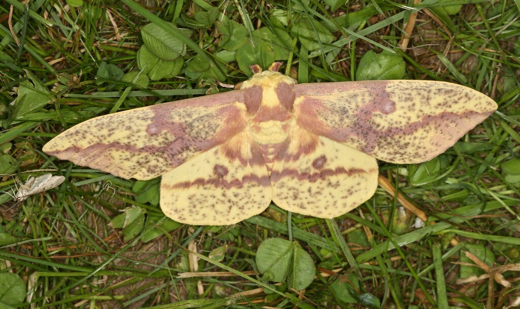 Canadian Imperial Moth from Outaouais, QC, Canada on July 2, 2024 at 10 ...