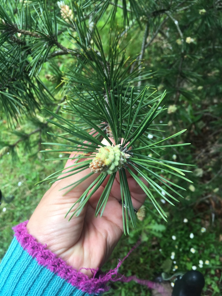 lodgepole pine from Lawton Park, Seattle, WA 98199, USA on May 14, 2019 ...