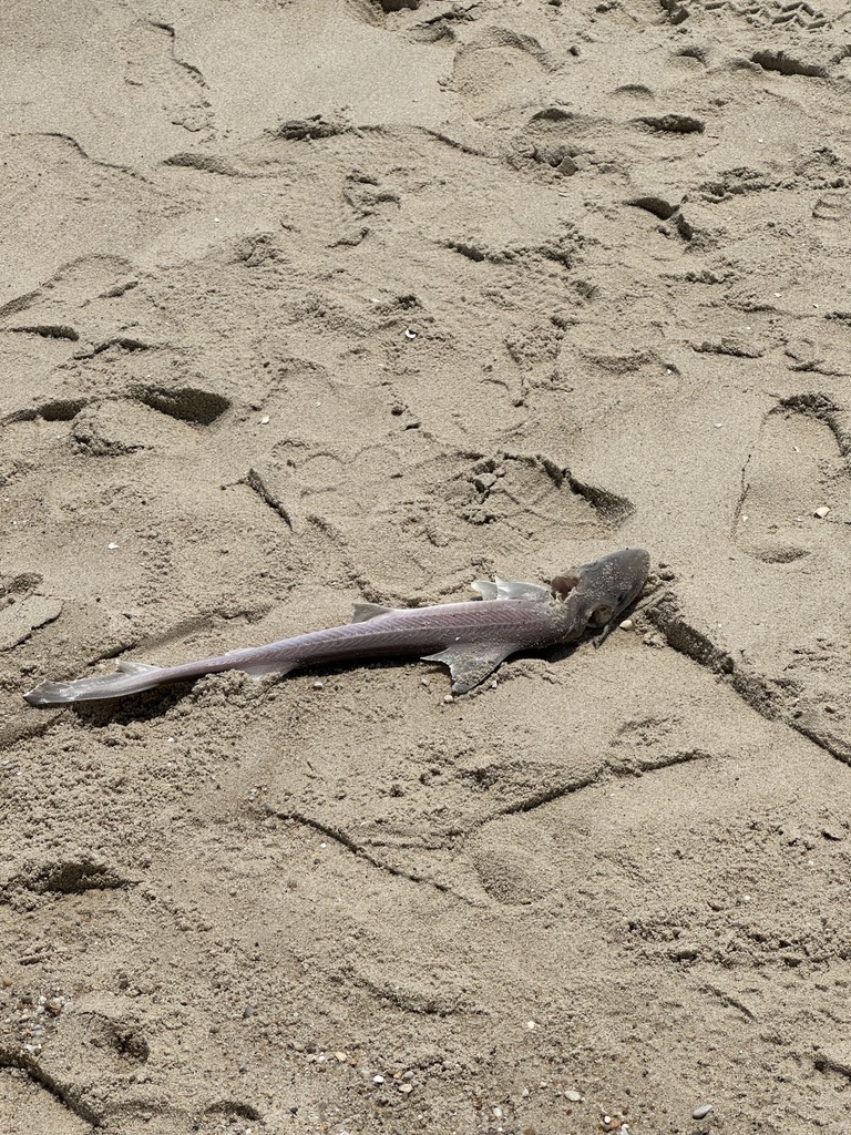 Dusky Smooth-hound in July 2024 by saoirse_mcc · iNaturalist