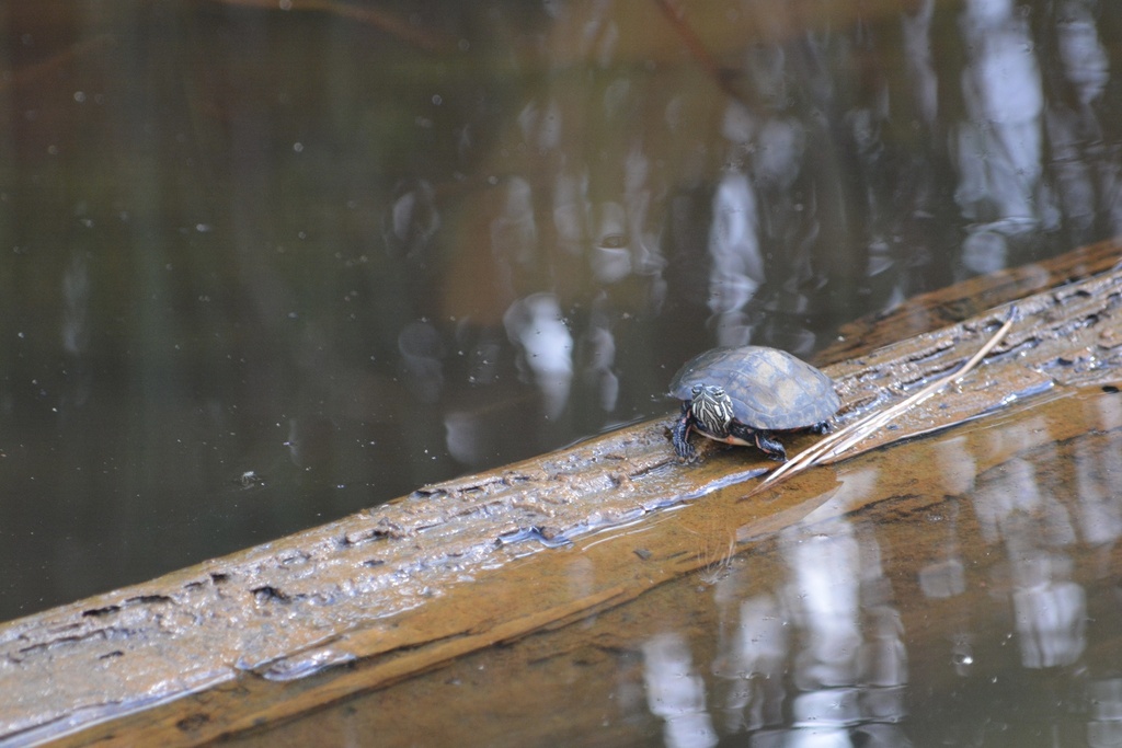 Painted Turtle from Blackwater National Wildlife Refuge, Cambridge, MD ...