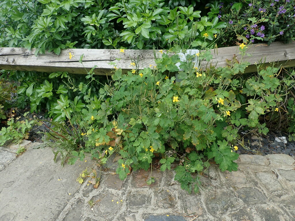 Greater celandine from Chesham, UK on July 21, 2024 at 02:55 PM by ...