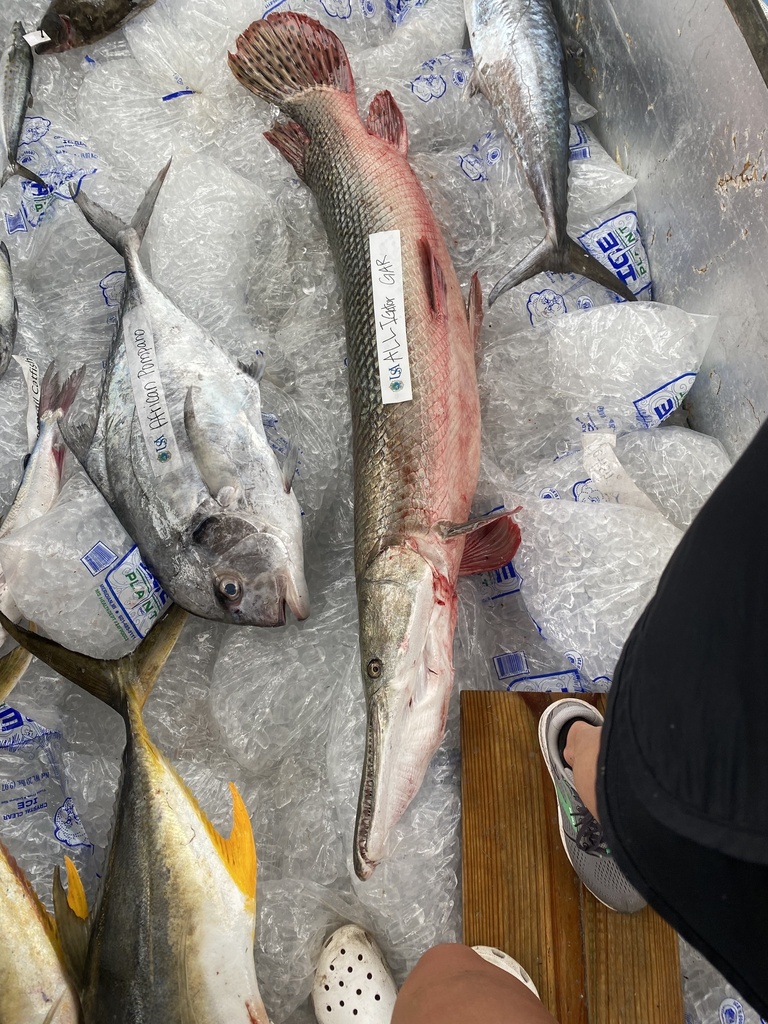 Alligator Gar from Dauphin Island, Dauphin Island, AL, US on July 20 ...