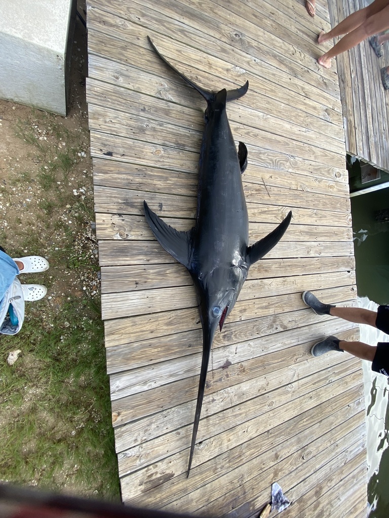 Broadbill Swordfish from Bayou Aloe, Dauphin Island, AL, US on July 20 ...