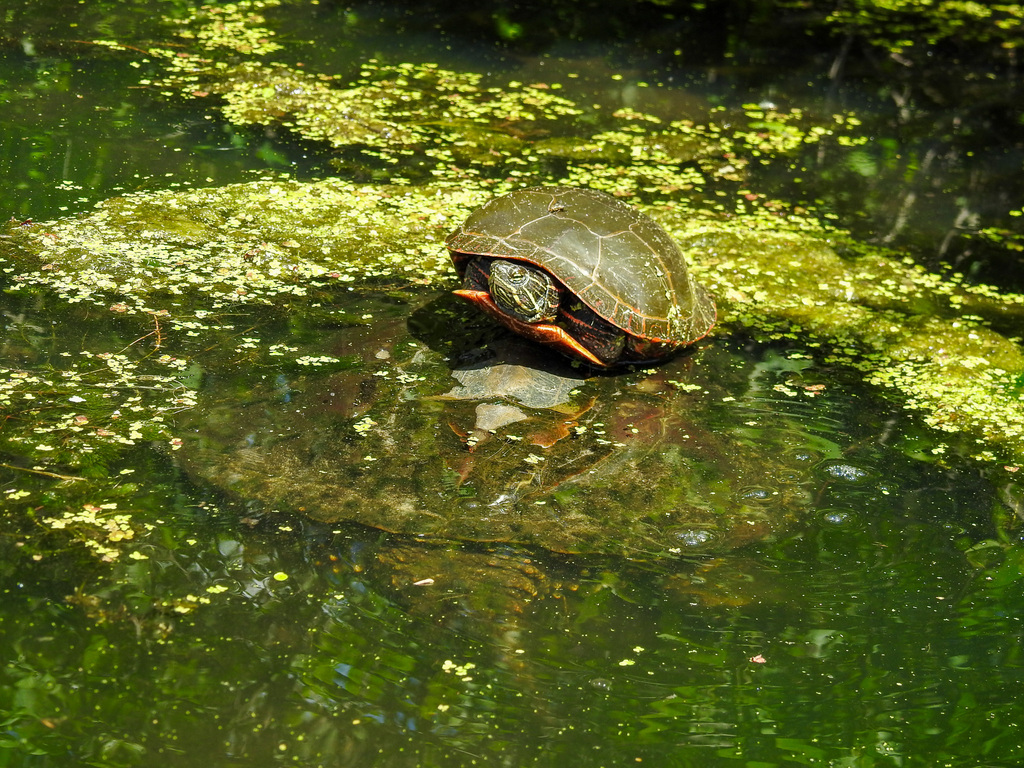 Painted Turtle from Sauk County, WI, USA on June 7, 2024 at 02:51 PM by ...