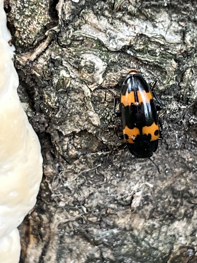 Red-banded Fungus Beetle in July 2024 by Erik Attaway · iNaturalist