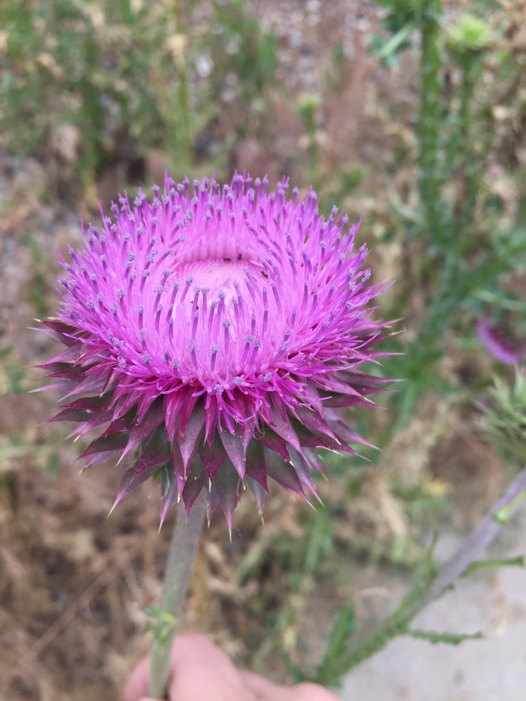 musk thistle from 16238 Rudd Rd, Lawson, MO, US on June 4, 2019 at 01: ...