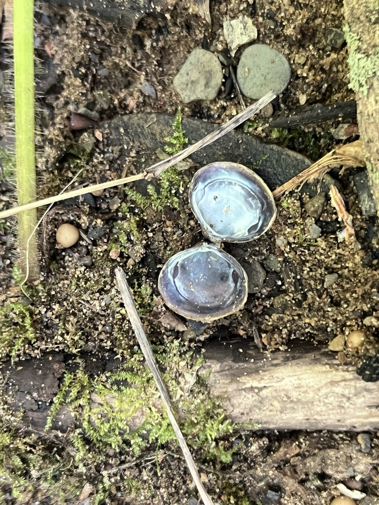 Purple-Nacre Clam from Rices Landing, PA, US on July 21, 2024 at 11:41 ...