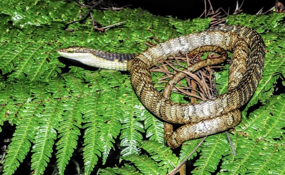 Dagger-tooth Vine Snake from Mvomero, TZ on December 23, 2020 at 06:36 ...
