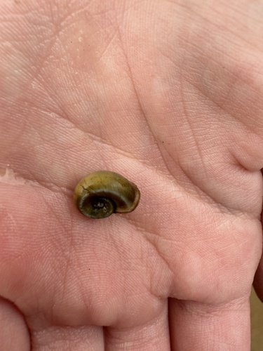 Subespecie Helisoma anceps anceps · NaturaLista Colombia