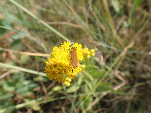 Photo 409928235, (c) pbulman, some rights reserved (CC BY-NC ...