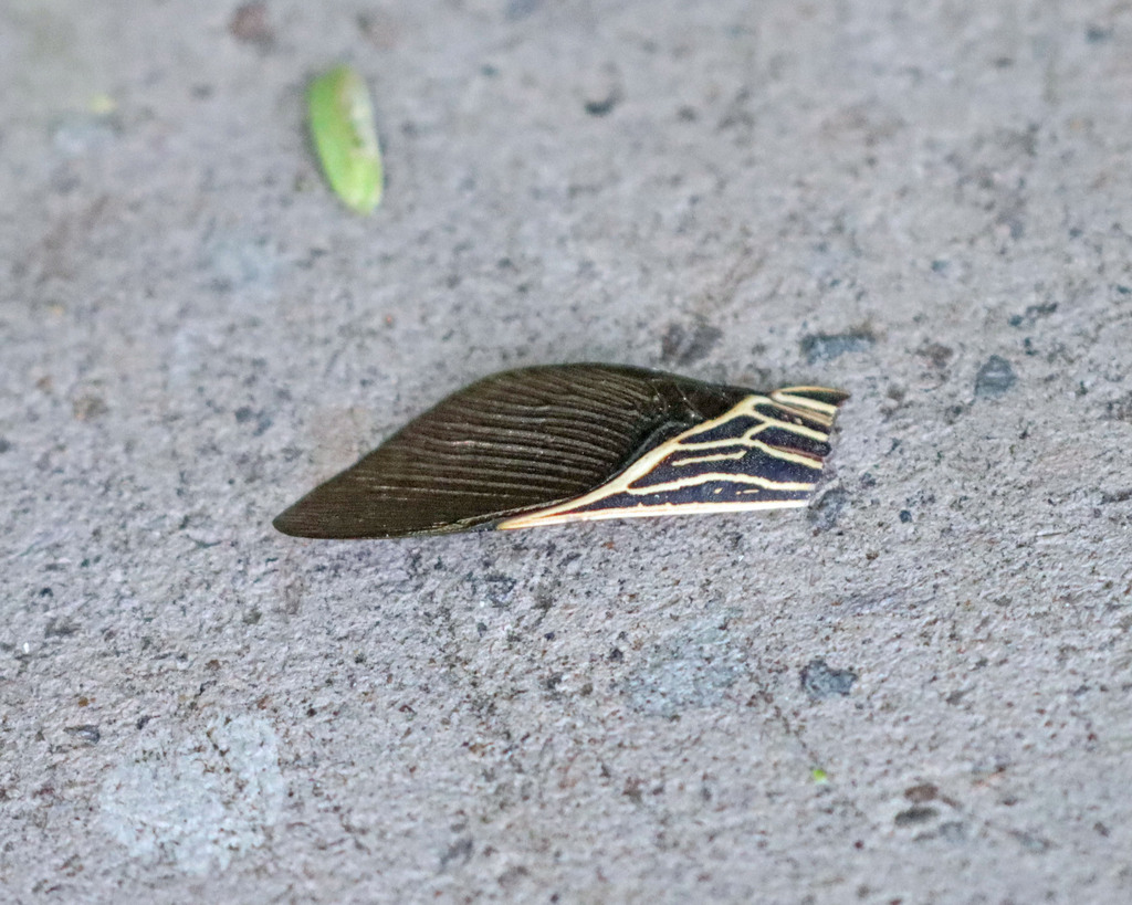 Giant Mesquite Bug from Tumacacori, Tumacacori-Carmen, AZ, USA on July ...