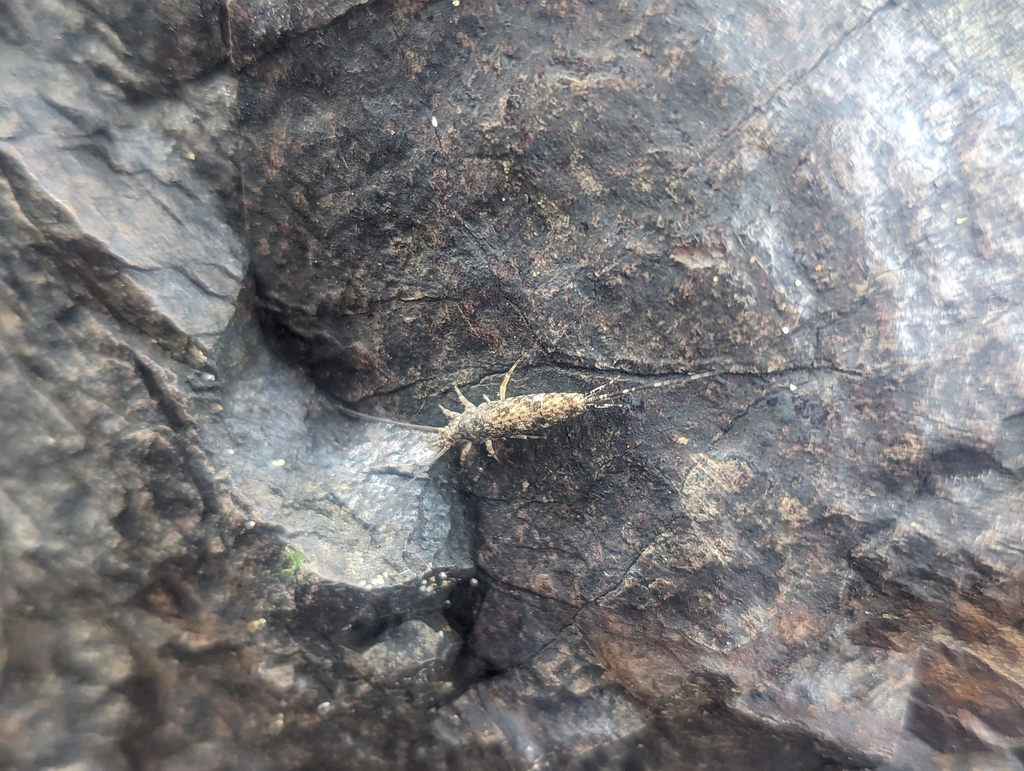 Petrobius from Rockaway Beach, OR 97136, USA on July 21, 2024 at 08:43 ...