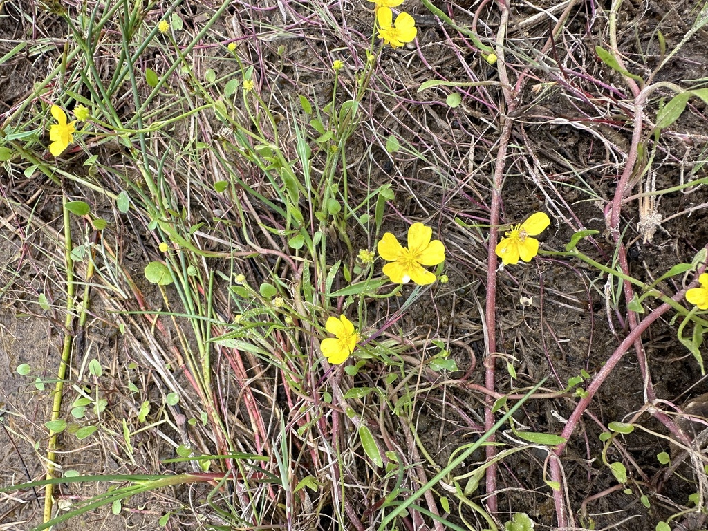 Lesser Spearwort from Formby CP, Liverpool, England, GB on July 18 ...