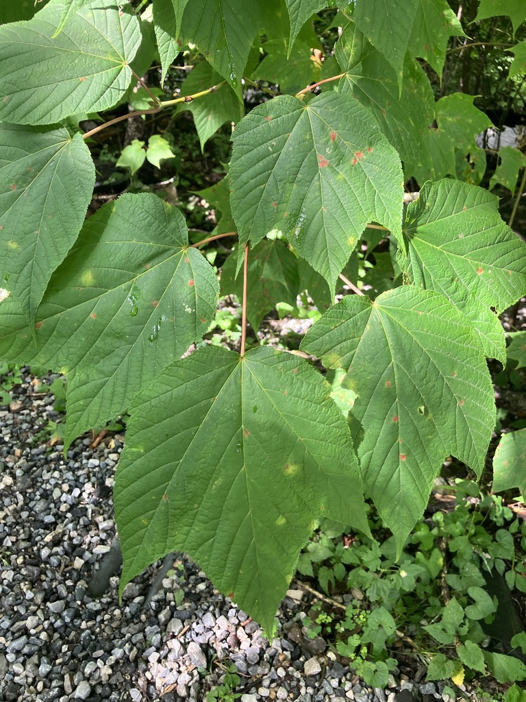 striped maple from Pisgah National Forest, Marion, NC, US on July 21 ...