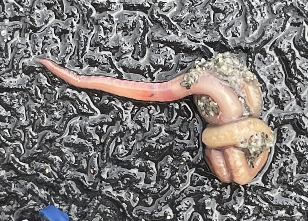 Polychaete Worms from Beach Dr SW, Seattle, WA, US on July 21, 2024 at ...