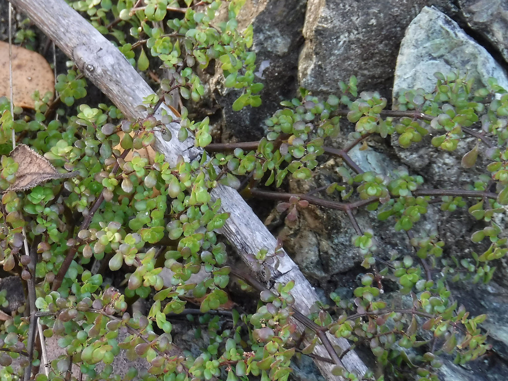 clearweed from Tabonuco, Sabana Grande 00637, Puerto Rico on December ...