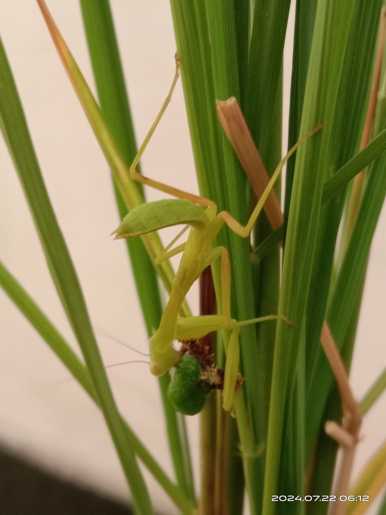 Giant Asian Mantis from Kaohsiung, TW-KH, TW on July 22, 2024 at 06:12 ...