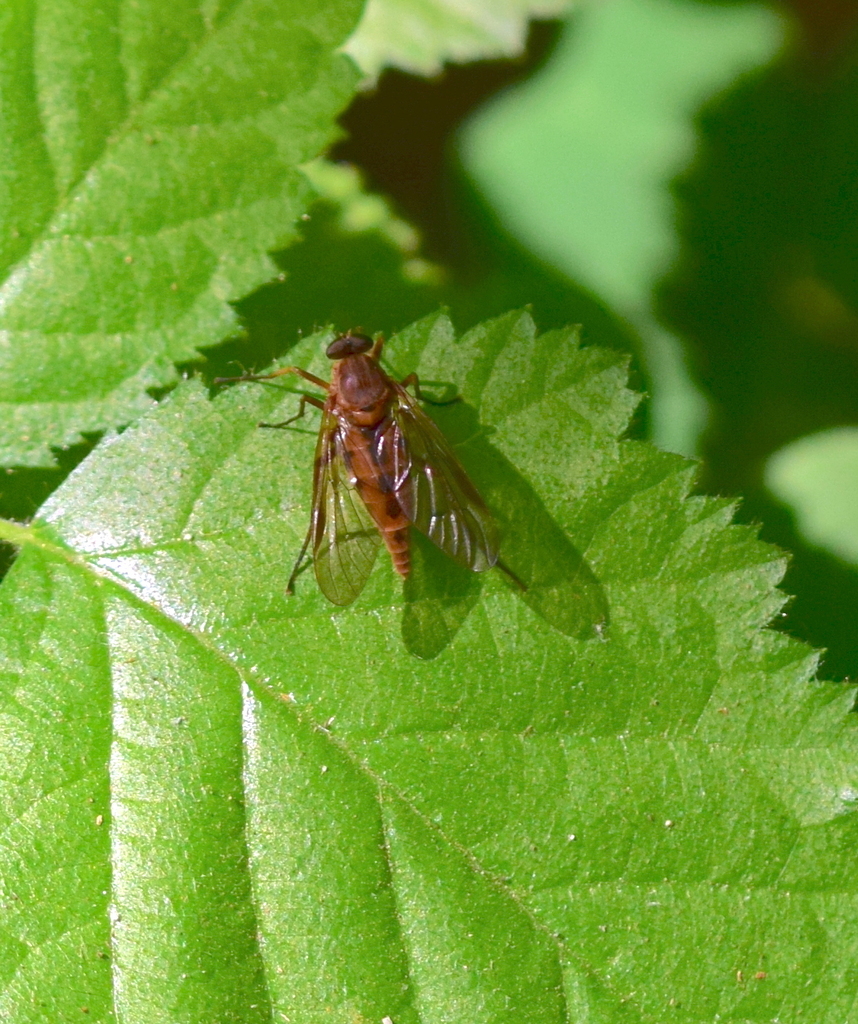 Marsh Snipe Fly from Muir Woods National Monument, Mill Valley, CA ...