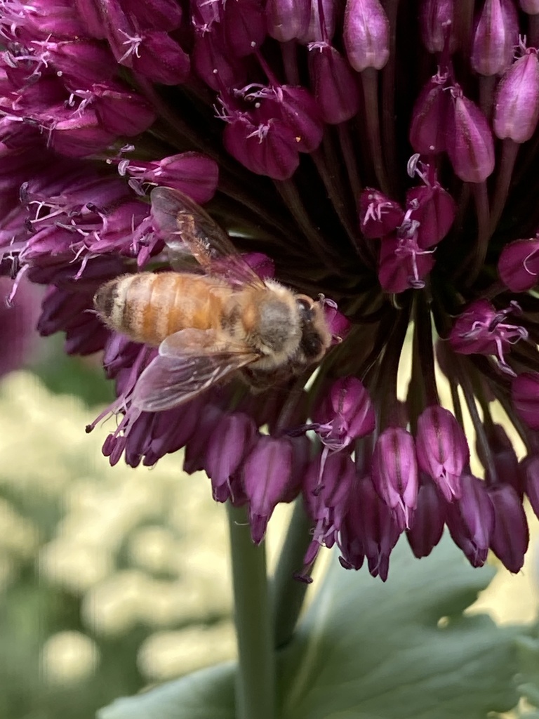 Western Honey Bee from California Ave SW, Seattle, WA, US on July 21 ...
