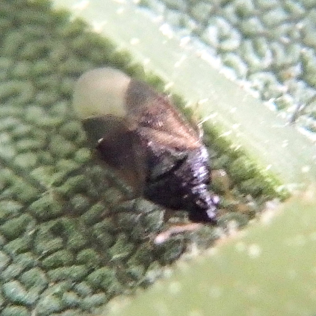 insidious flower bug from 19325 Tordellego, Guadalajara, España on July ...