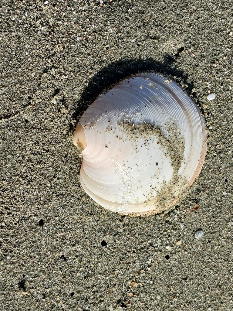 Smooth Dosinia from Nelson 7011, New Zealand on July 22, 2024 at 10:37 ...