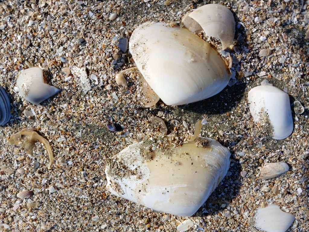 Paphies from Nelson 7011, New Zealand on July 22, 2024 at 10:46 AM by ...