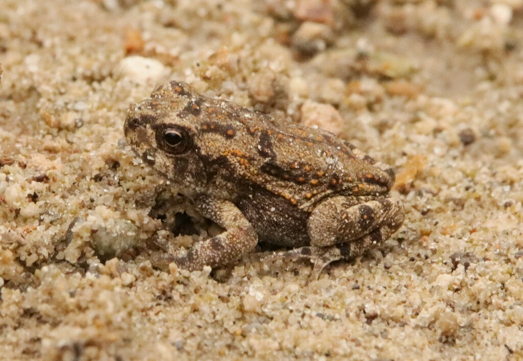 Pine Toad from Villa Corona, Jal., México on July 21, 2024 at 11:21 AM ...