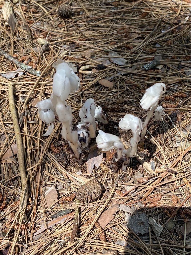 Ghost Pipe from Department of Natural Resources-Harlow Lake Trails ...