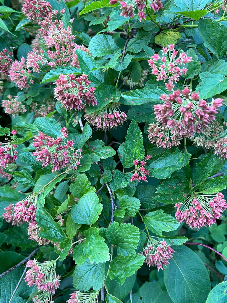 common ninebark from Silver Bay on July 18, 2024 at 07:42 PM by jac_ob ...