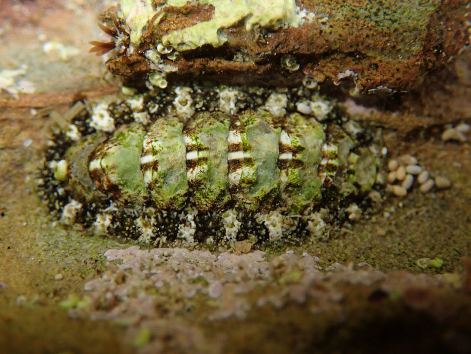 California Spiny Chiton (Chitons of the United States) · iNaturalist