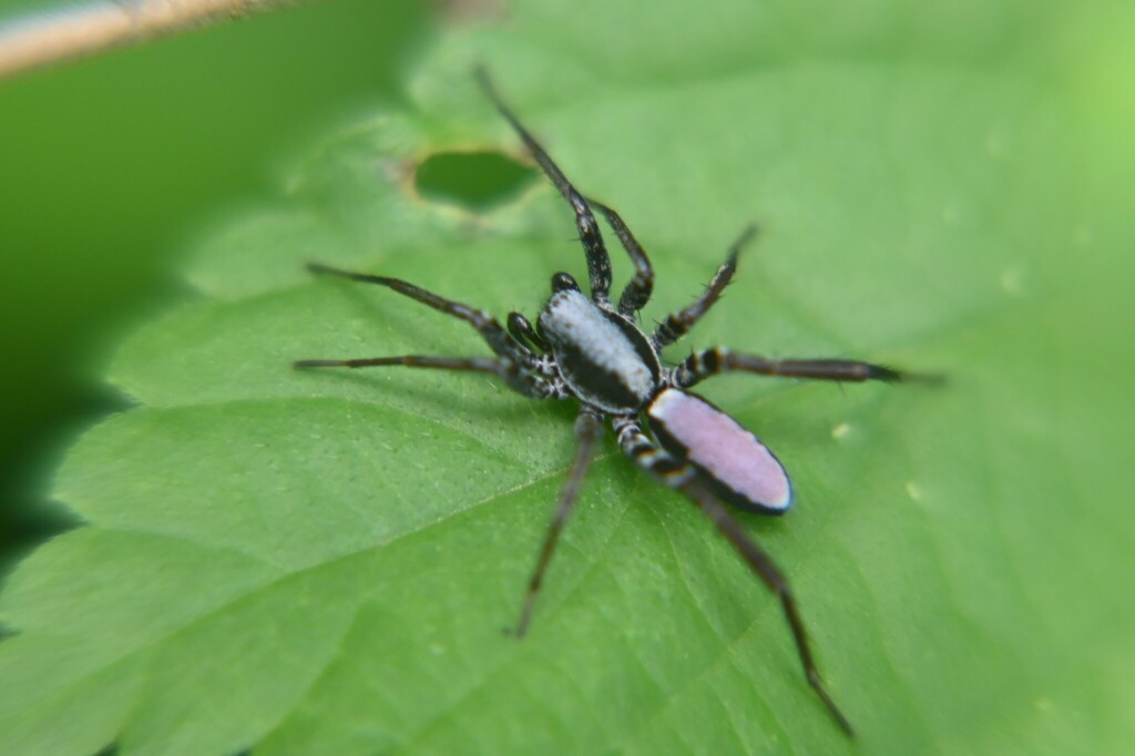 Castianeira occidens from Fraccionamiento Vista Real, Corregidora, Qro ...