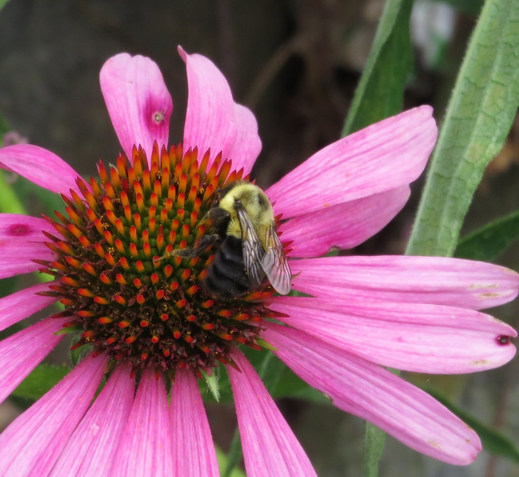 Common Eastern Bumble Bee from Rockford, IL, USA on July 20, 2024 at 03 ...