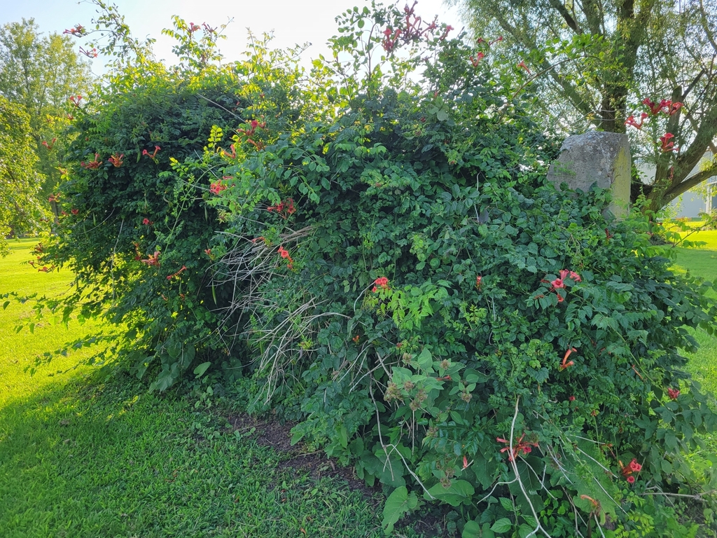 American trumpet vine from Windfall, IN 46076, USA on July 21, 2024 at ...
