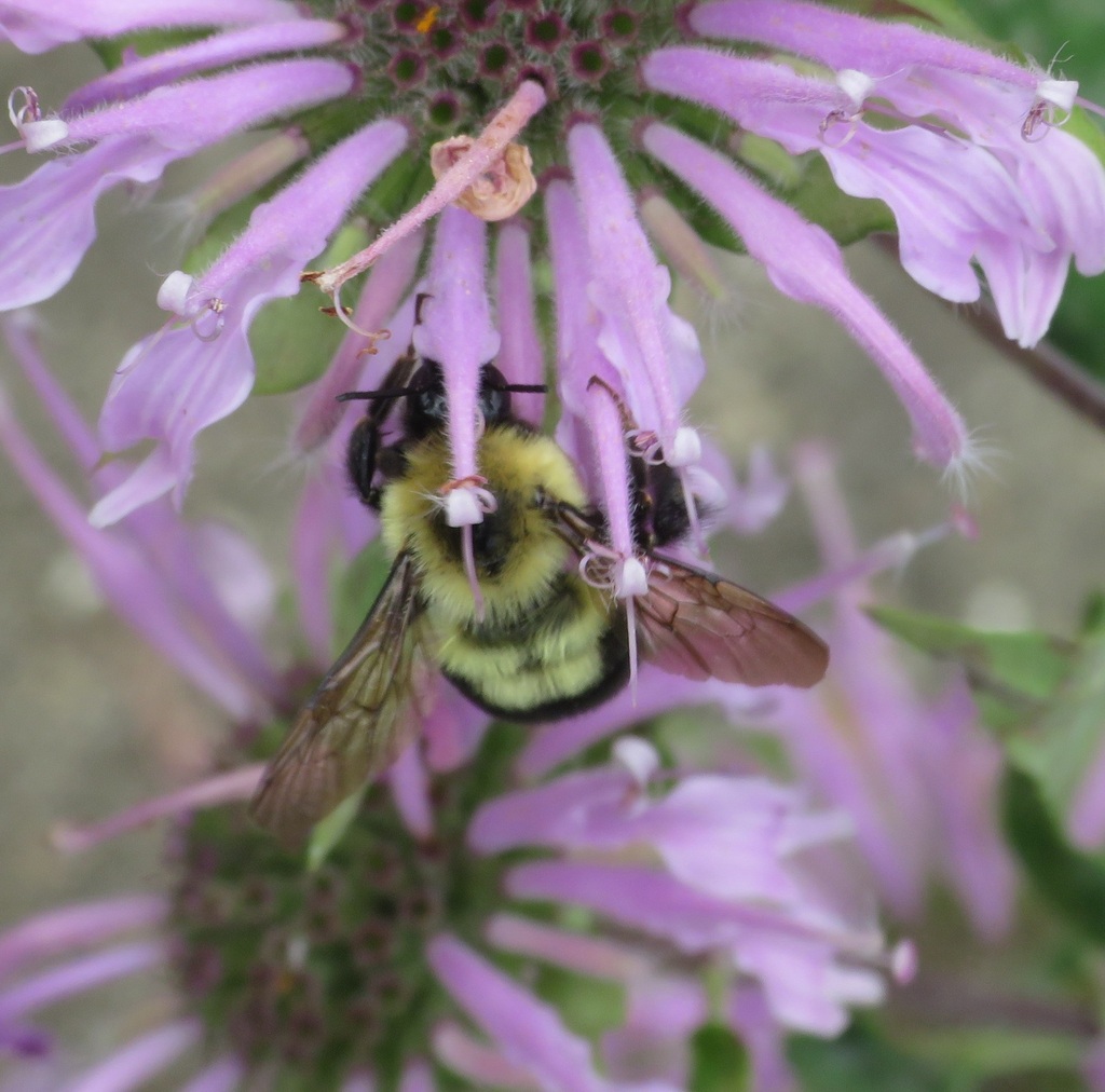 Two-spotted Bumble Bee from Rockford, IL, USA on July 20, 2024 at 03:03 ...