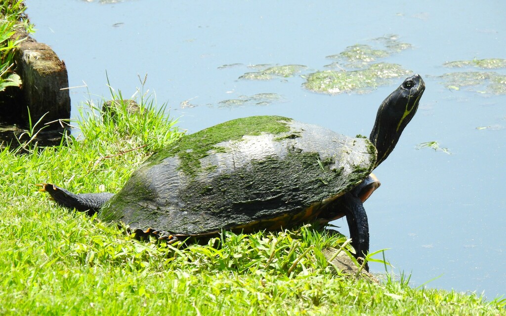 Northern Red-bellied Cooter from 401 S England St, Williamsburg, VA ...