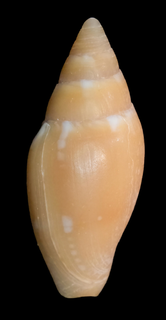 Quasimitra solida from Mullaway Headland, Mullaway NSW 2456, Australia on November 10, 2010 by ...