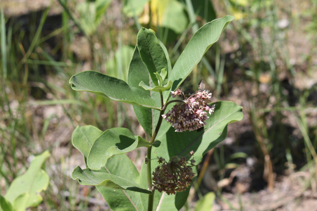 common milkweed from Kinross Charter Twp, MI, USA on July 21, 2024 at ...