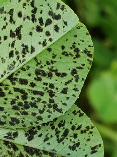 Polythrincium trifolii · iNaturalist United Kingdom