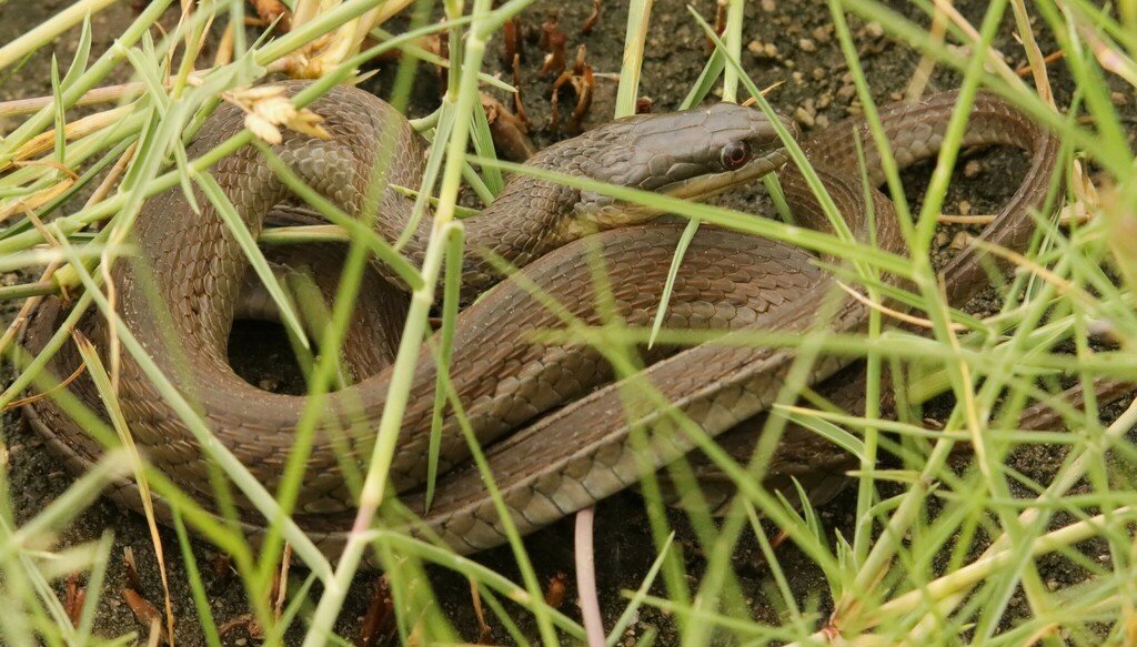 Blackbelly Garter Snake from Villa Corona, Jal., México on July 21 ...
