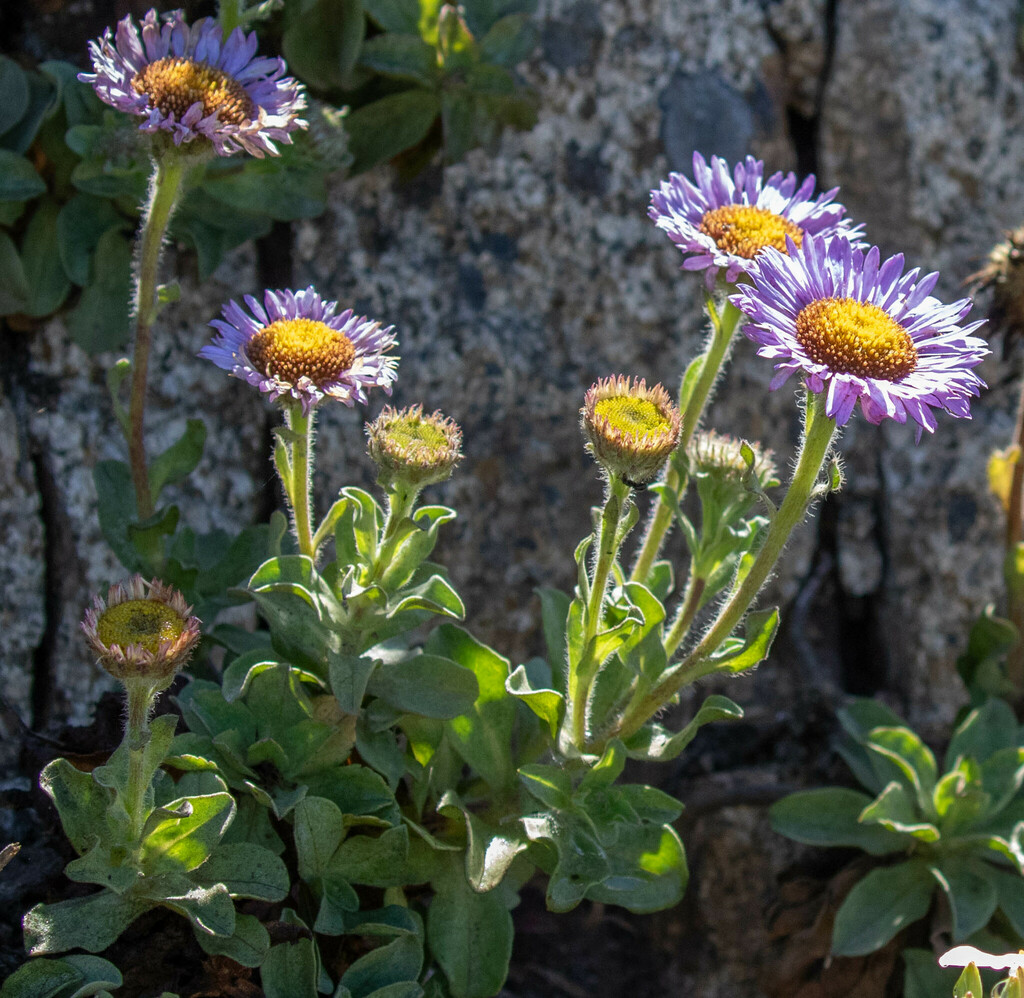 seaside daisy from TOMALES POINT, Marin County, CA, USA on July 19 ...