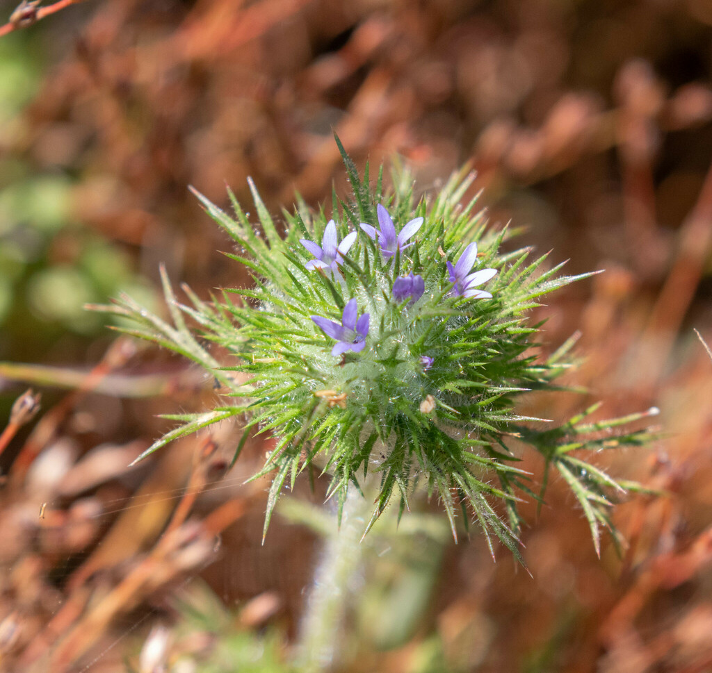 Skunkweed from TOMALES POINT, Marin County, CA, USA on July 19, 2024 at ...